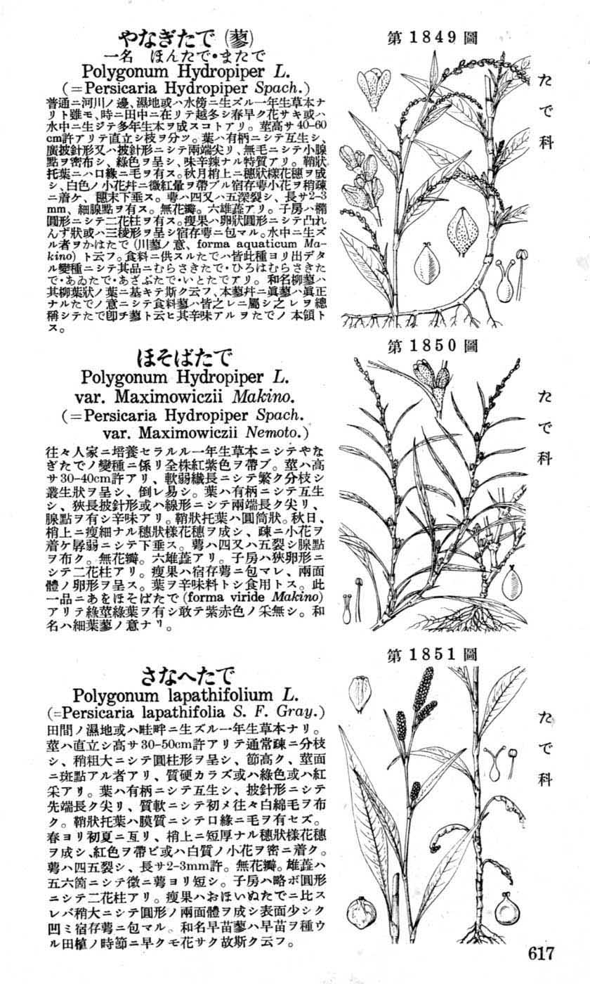 牧野日本植物図鑑（初版・増補版）インターネット版
